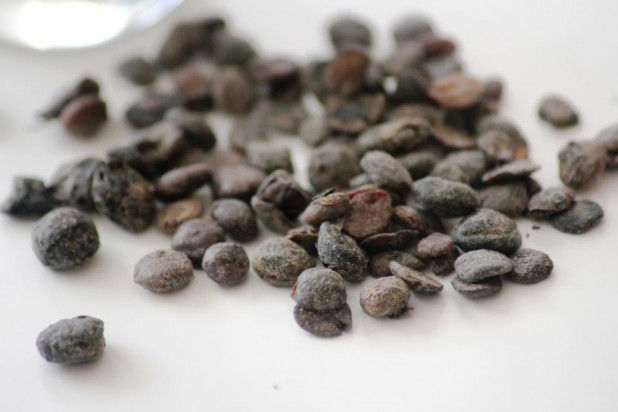 Le Nététou: condiment traditionnel d’Afrique de l’Ouest