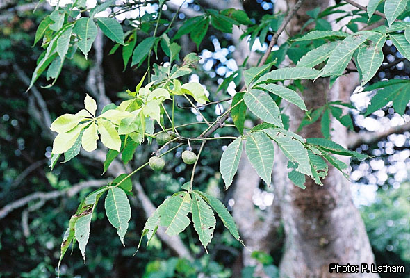 Le Njansan - Alice Pégie Cuisine