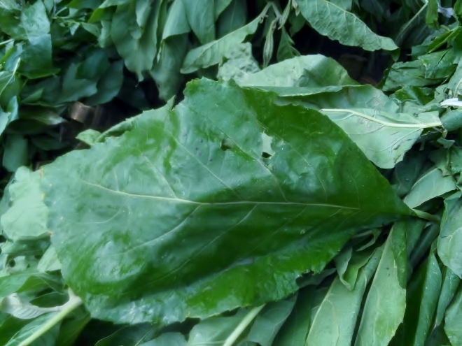 Le Ndolè (la Plante) - Alice Pégie Cuisine